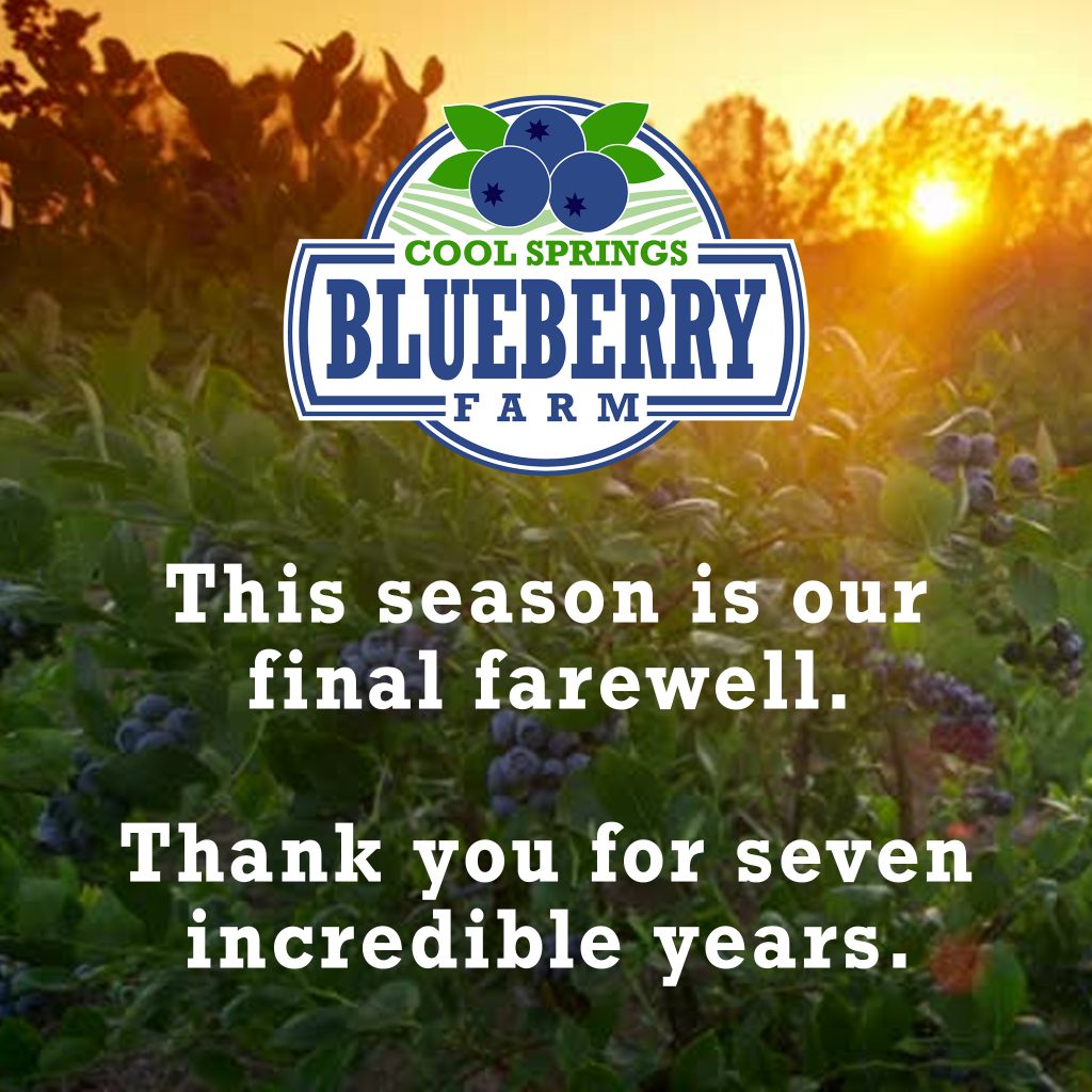 Pick Blueberries – Cool Springs Blueberry Farm